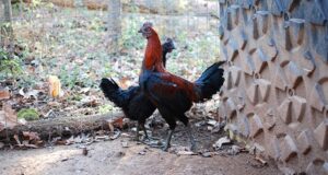 5 Chicken Breeds With Black Meat - Livestocking
