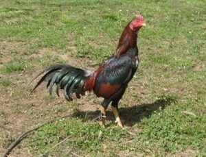 10 Tallest Chicken Breeds - Livestocking