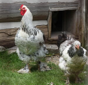 10 Tallest Chicken Breeds - Livestocking