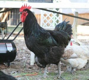 10 Tallest Chicken Breeds - Livestocking