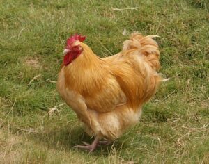 10 Tallest Chicken Breeds - Livestocking