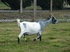 Pygmy Goat Breed: Everything You Should Know