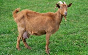 10 Common Tall Goat Breeds - Livestocking