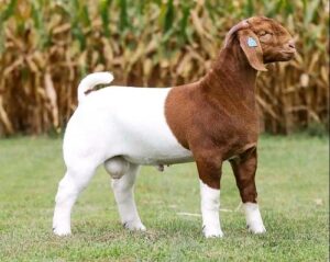 10 Common Tall Goat Breeds - Livestocking