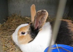 Harlequin Rabbit Breed Information - Livestocking