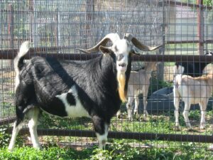 10 Common Tall Goat Breeds - Livestocking