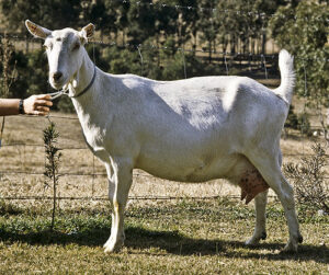 10 Common Tall Goat Breeds - Livestocking