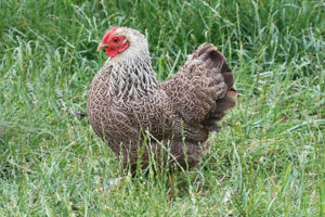 10 Common Miniature Chicken Breeds - Livestocking