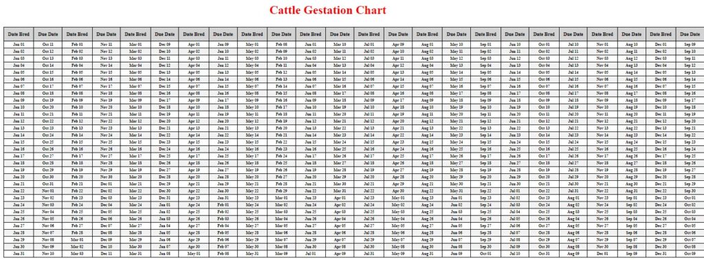 Cattle Gestation Calculator & Chart {Printable} - Livestocking