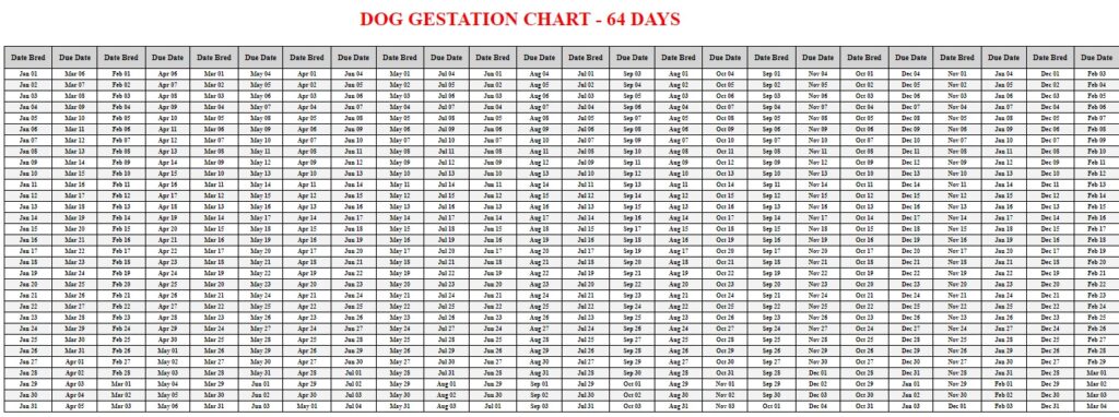 Rottweiler Gestation Calculator & Pregnancy Calendar - Livestocking