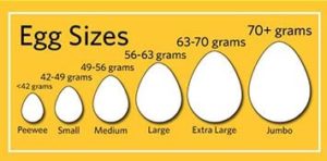 Types of Eggs and The 10 Factors That Affect Egg Size