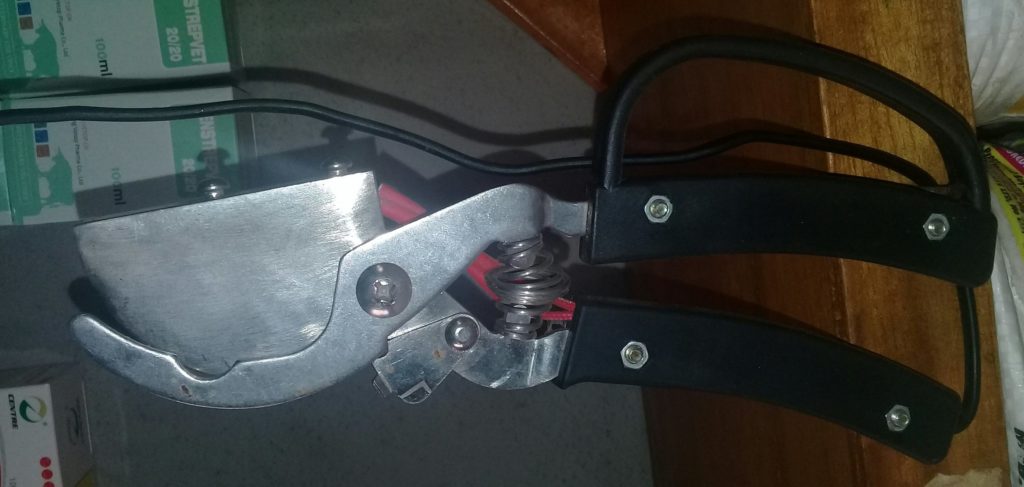 How to Safely Debeak Chickens & Other Poultry Birds - Livestocking