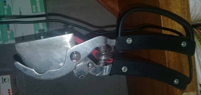 How to Safely Debeak Chickens & Other Poultry Birds - Livestocking