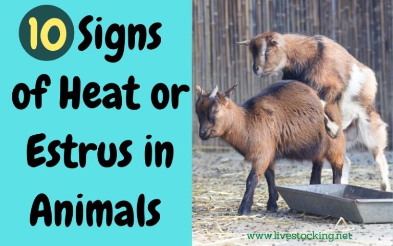 10 Signs of Heat You Should Know as a Livestock Farmer - Livestocking