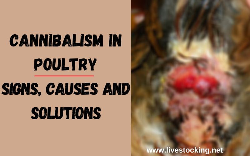 Cannibalism in Poultry: Signs, Causes and Solutions - Livestocking