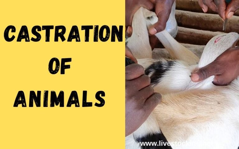 Castration of Animals: Merits and Methods - Livestocking