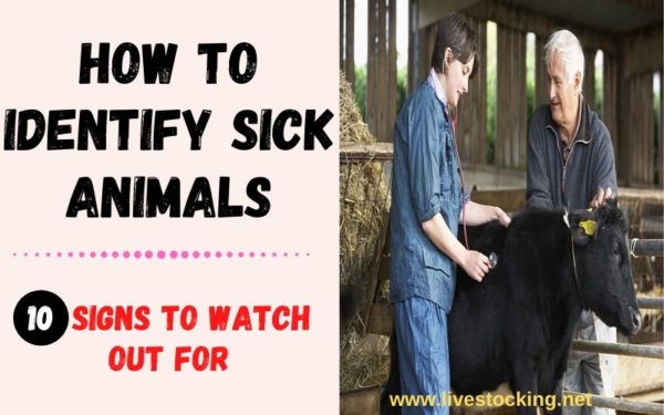 How to Identify Sick Animals: 10 Signs to Watch Out For - Livestocking