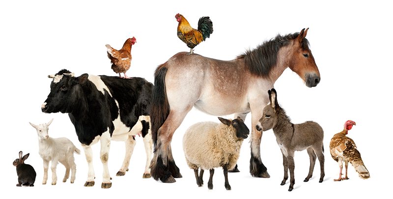 Signs of Good Health & Ill Health in Farm Animals