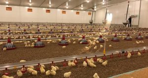 Brooding in Poultry - Definition, Types & How to Brood