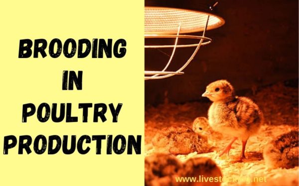 Brooding in Poultry - Definition, Types & How to Brood