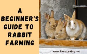 A Beginner's Guide to Rabbit Farming [eBook Included]