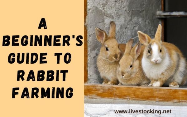A Beginner's Guide to Rabbit Farming [eBook Included]