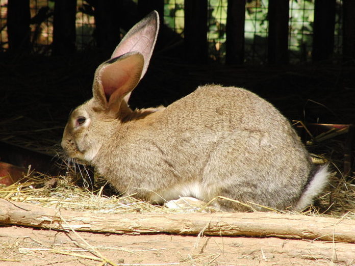 A Beginner's Guide to Rabbit Farming [eBook Included]