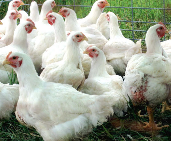 How to Start Broiler Farming or Raise Broilers + eBook