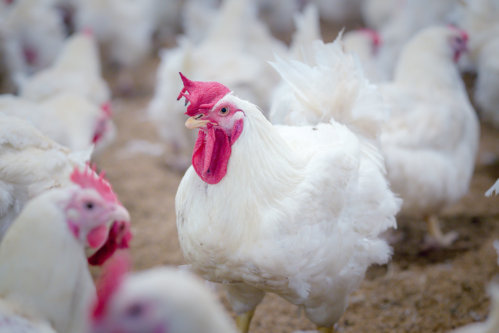 5 Ways to Increase the Body Weight of Broiler Chickens