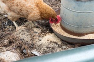 Layer Feed Formulation & Formula for Good Egg Production