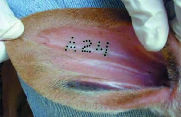 7 Best Methods or Systems of Identifying Farm Animals - Livestocking