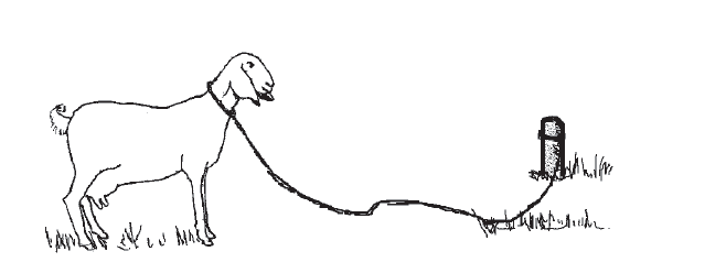 Management Systems in Goat Farming