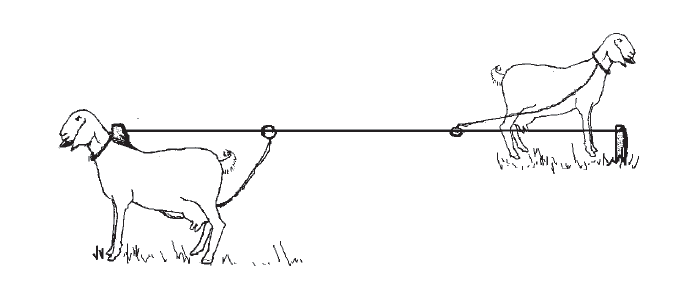 Management Systems in Goat Farming