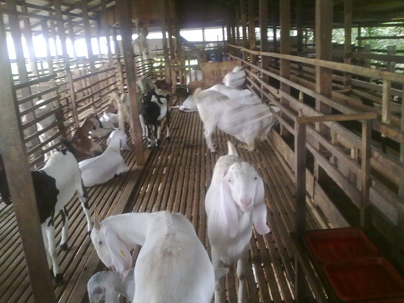 4 Vital Reasons for Housing Goats and Sheep