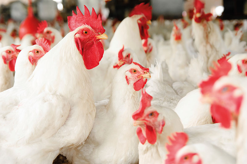 How To Market Or Sell Your Broilers how-to-market-or-sell-your-broilers