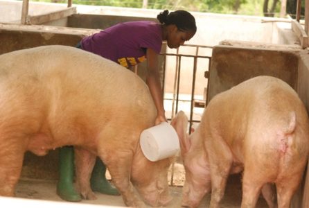 Nutritional Requirements of Pig - Livestocking