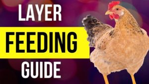 [PDF] Layers Feeding Guide, Growth & Weight Chart - Livestocking