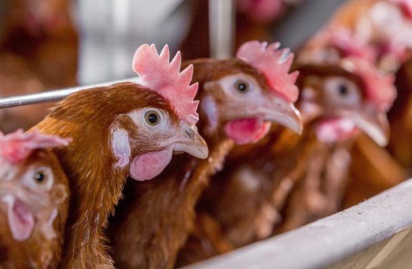 12 Common Poultry Diseases, Symptoms & How to Treat them - Livestocking