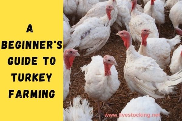 A Beginner's Guide to Turkey Farming - Livestocking