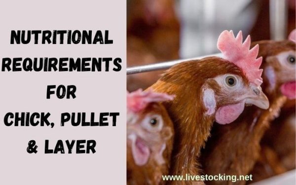 The Nutritional Requirements of Chick, Pullet & Layer - Livestocking