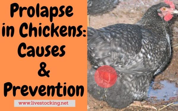 Prolapse in Layers: Causes & Prevention