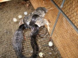 How to Protect Chickens from Snakes - Livestocking