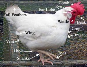 External Parts of Chickens - Livestocking
