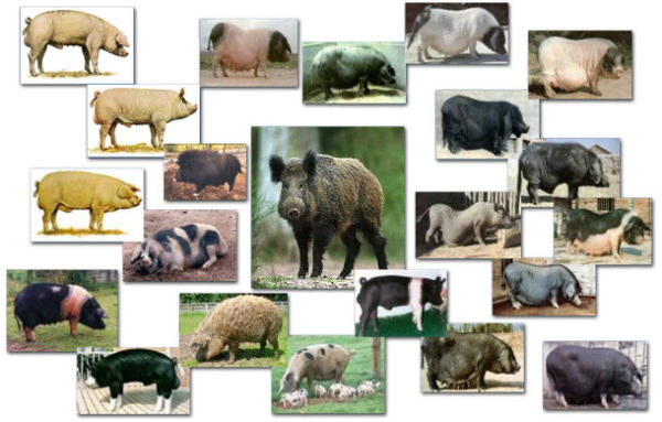 The Breeds of Pigs - Livestocking