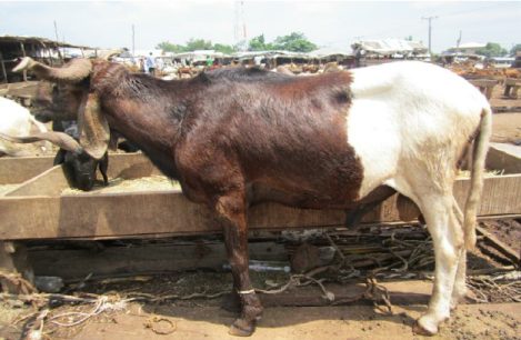 The Local and Exotic Breeds of Sheep - Livestocking