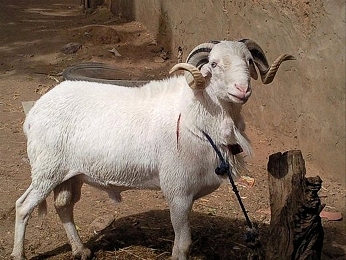 The Local and Exotic Breeds of Sheep - Livestocking