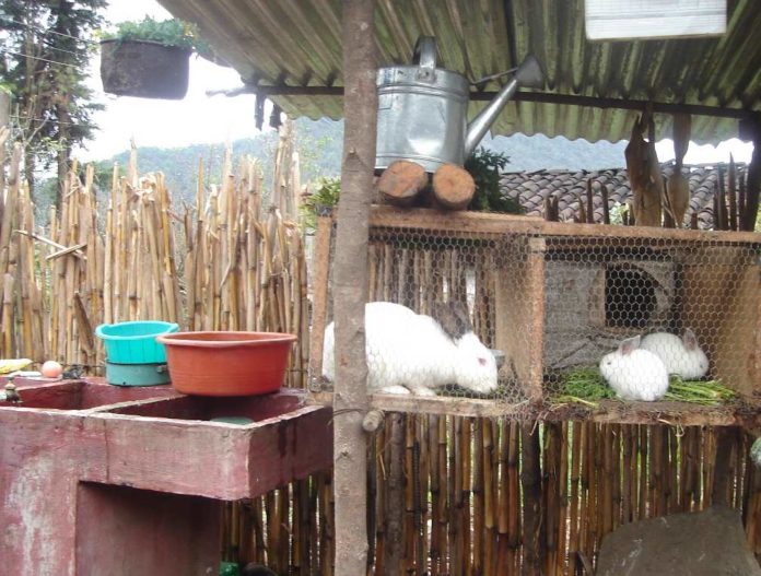 A Beginner's Guide to Rabbit Farming [eBook Included]