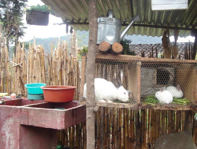 A Beginner's Guide to Rabbit Farming [eBook Included]