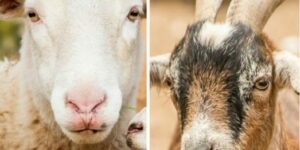 Hoof Rot in Goats: Causes, Treatment and Prevention - Livestocking
