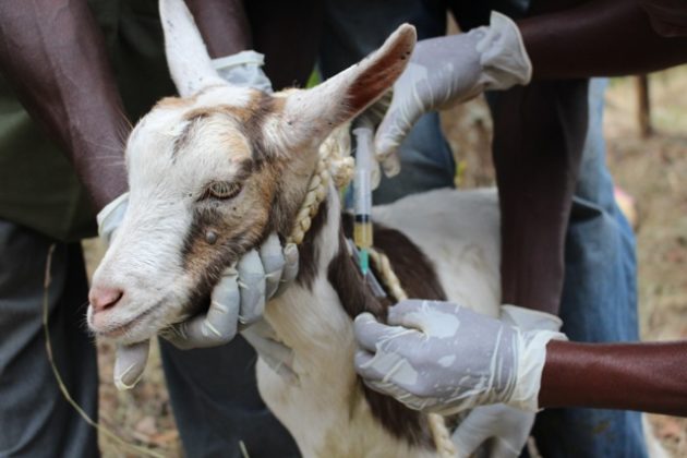 Vaccination Programme / Schedule for Goat, Sheep & Cattle - Livestocking